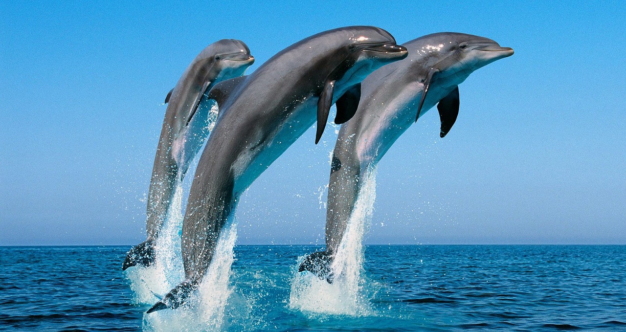 What Do Dolphin Sightings Mean? - Psychics Free